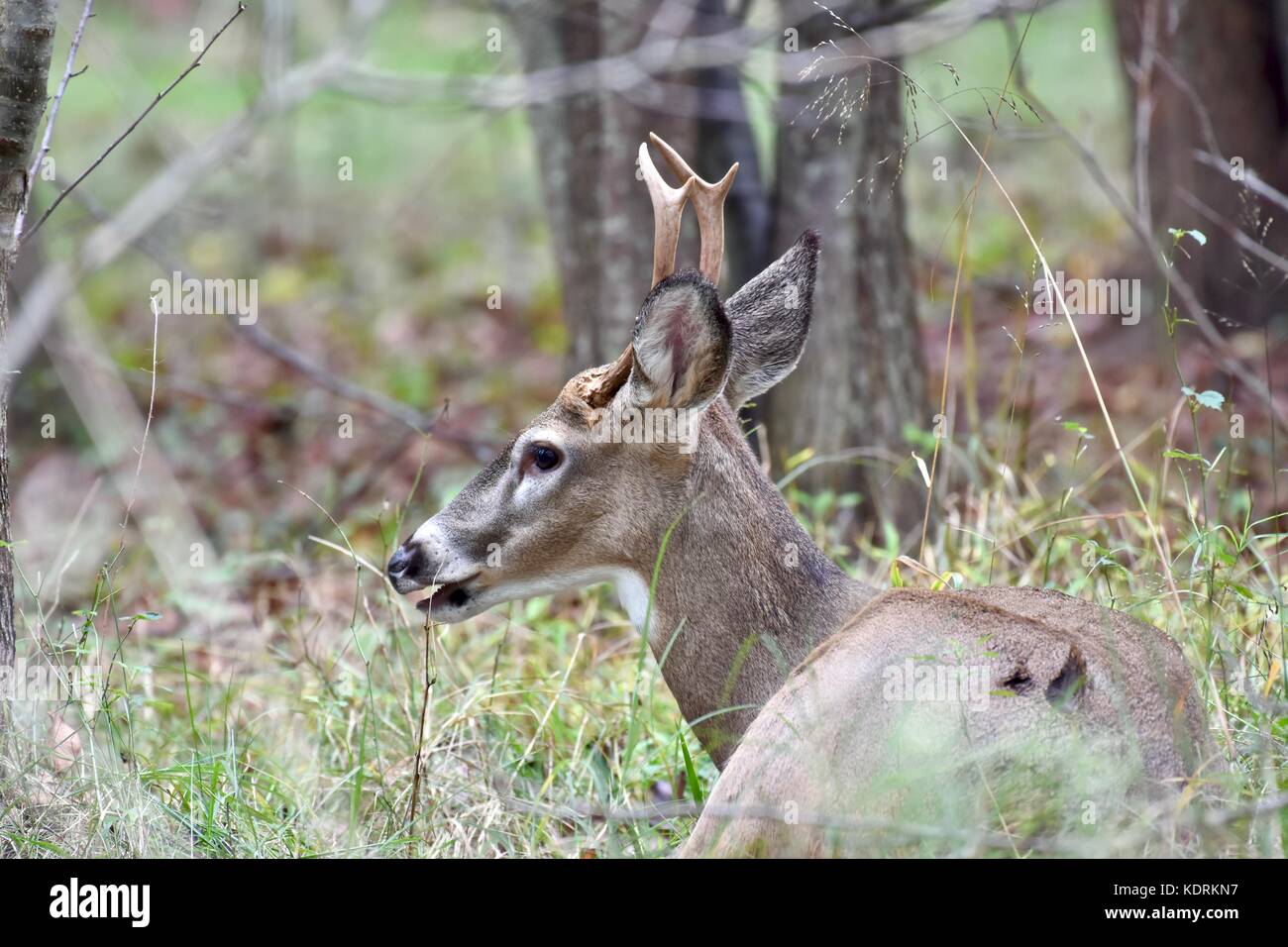 Deer laying down hi-res stock photography and images - Alamy