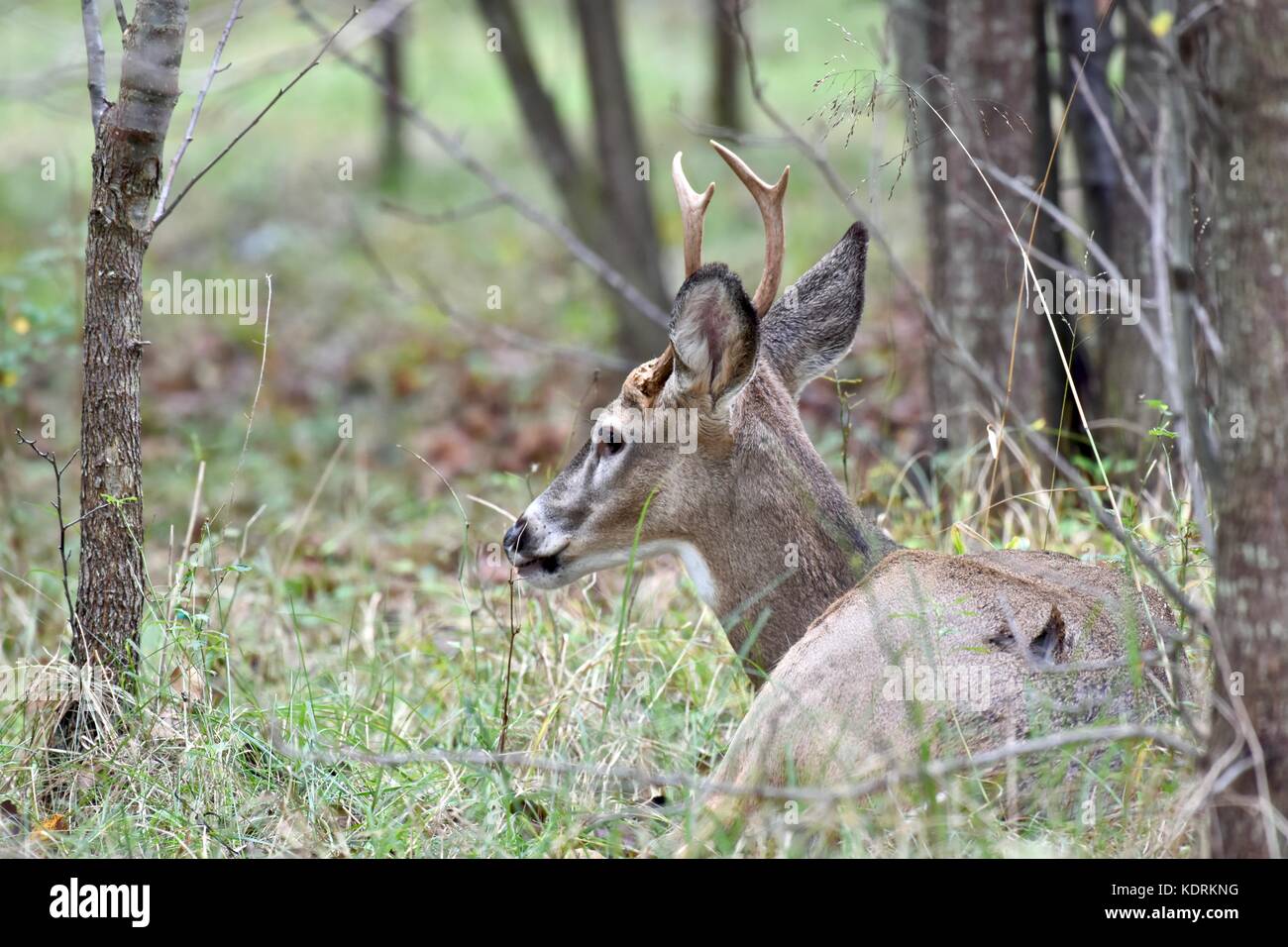 Deer laying down hi-res stock photography and images - Alamy