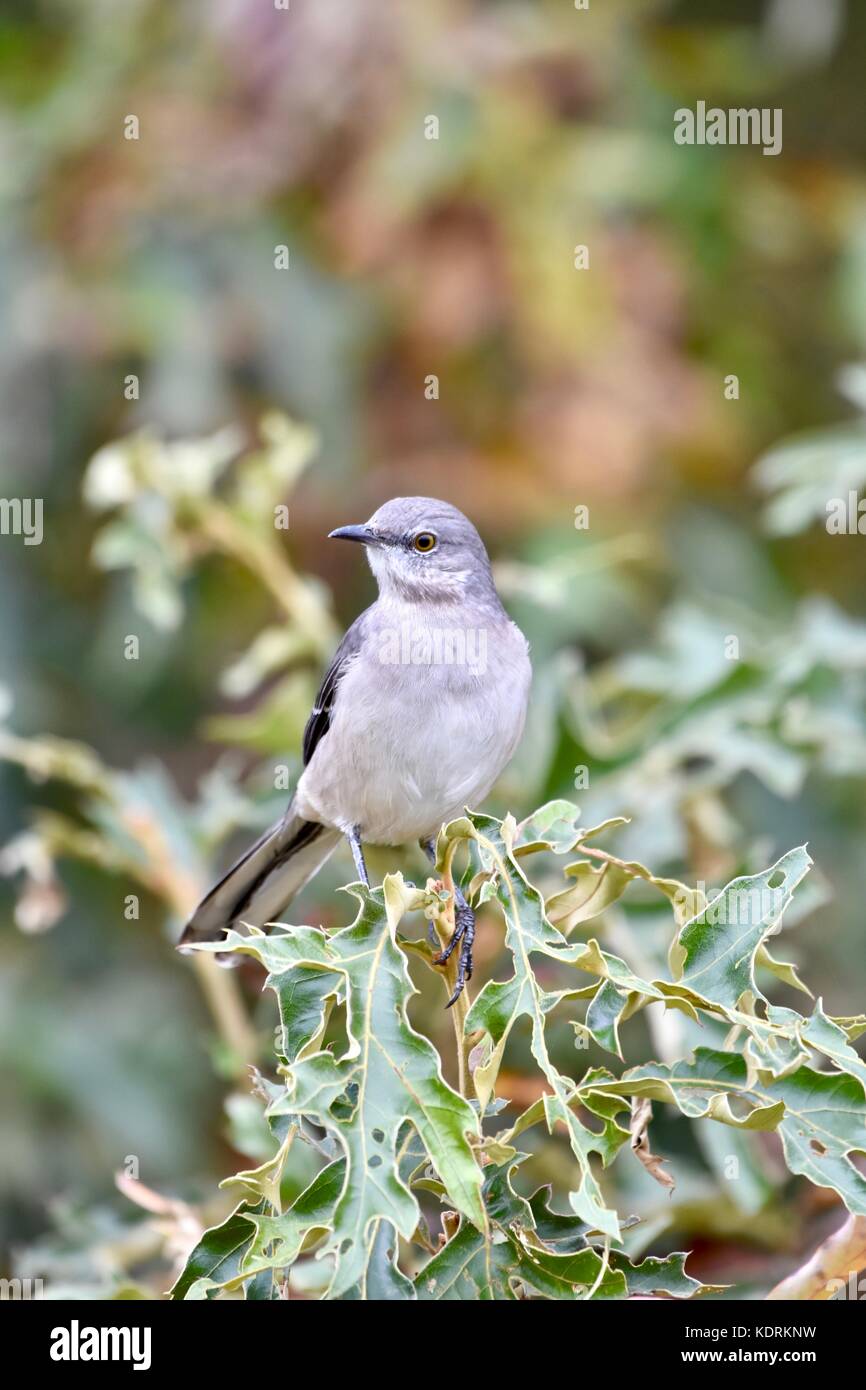 Northern mockingbird (Mimus polyglottos Stock Photo - Alamy