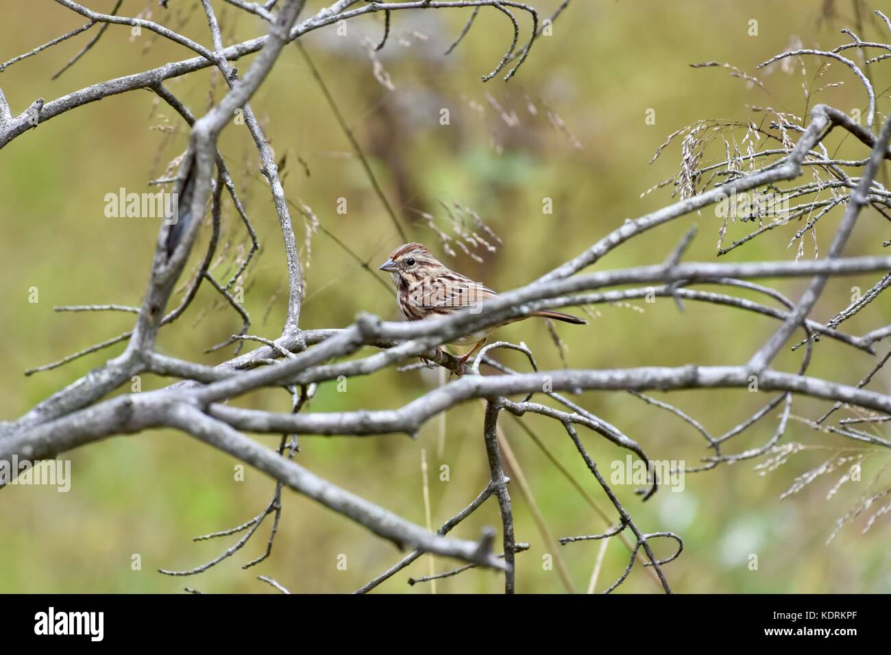 Chipping sparrow (Spizella passerina Stock Photo - Alamy