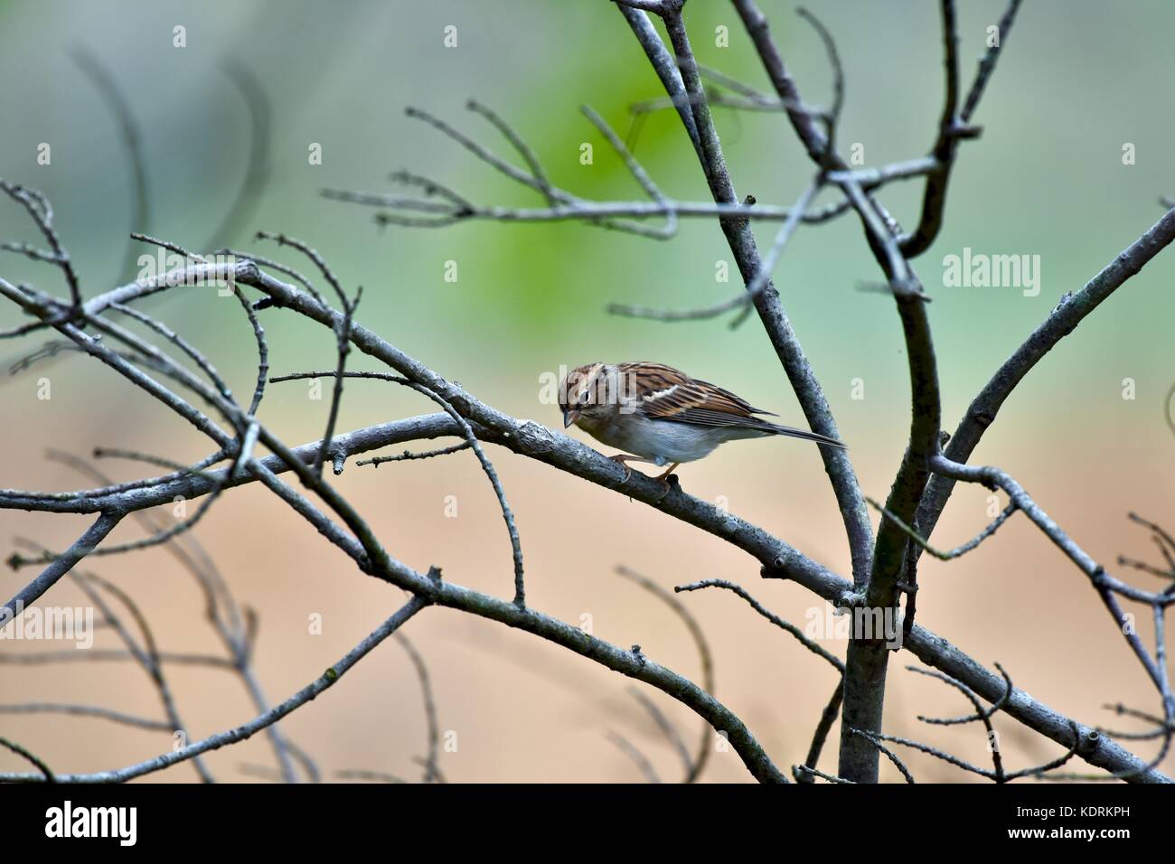 Chipping sparrow (Spizella passerina Stock Photo - Alamy