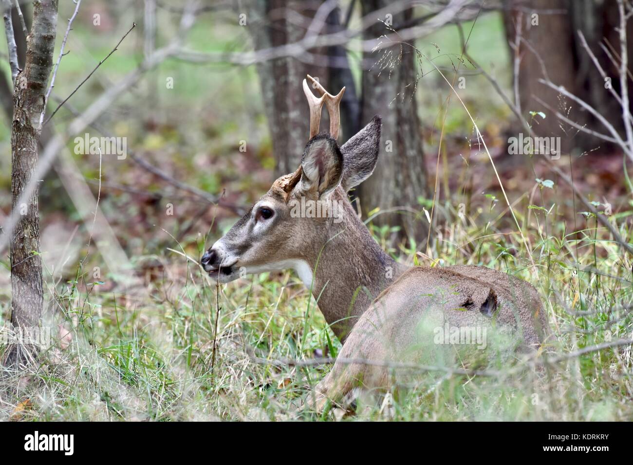 Deer laying down hi-res stock photography and images - Alamy