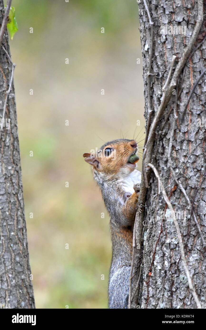 Eastern gray squirrel (Sciurus carolinensis Stock Photo - Alamy