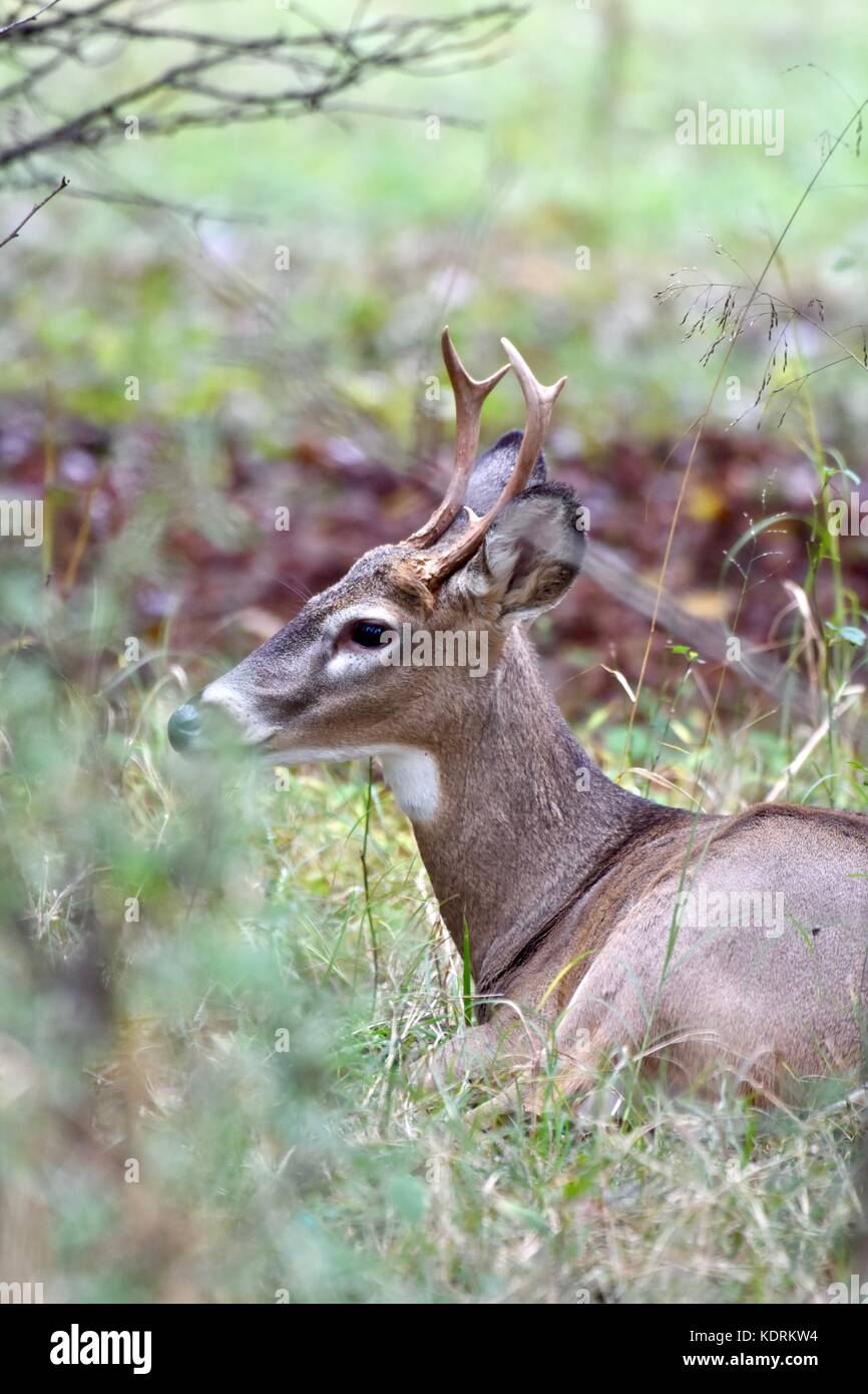 Deer laying down hi-res stock photography and images - Alamy