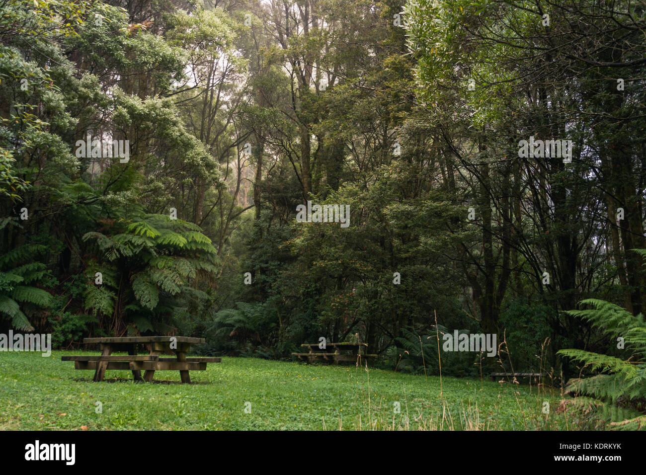 mystical picnic spot within forest clearing surrounded by lush ...