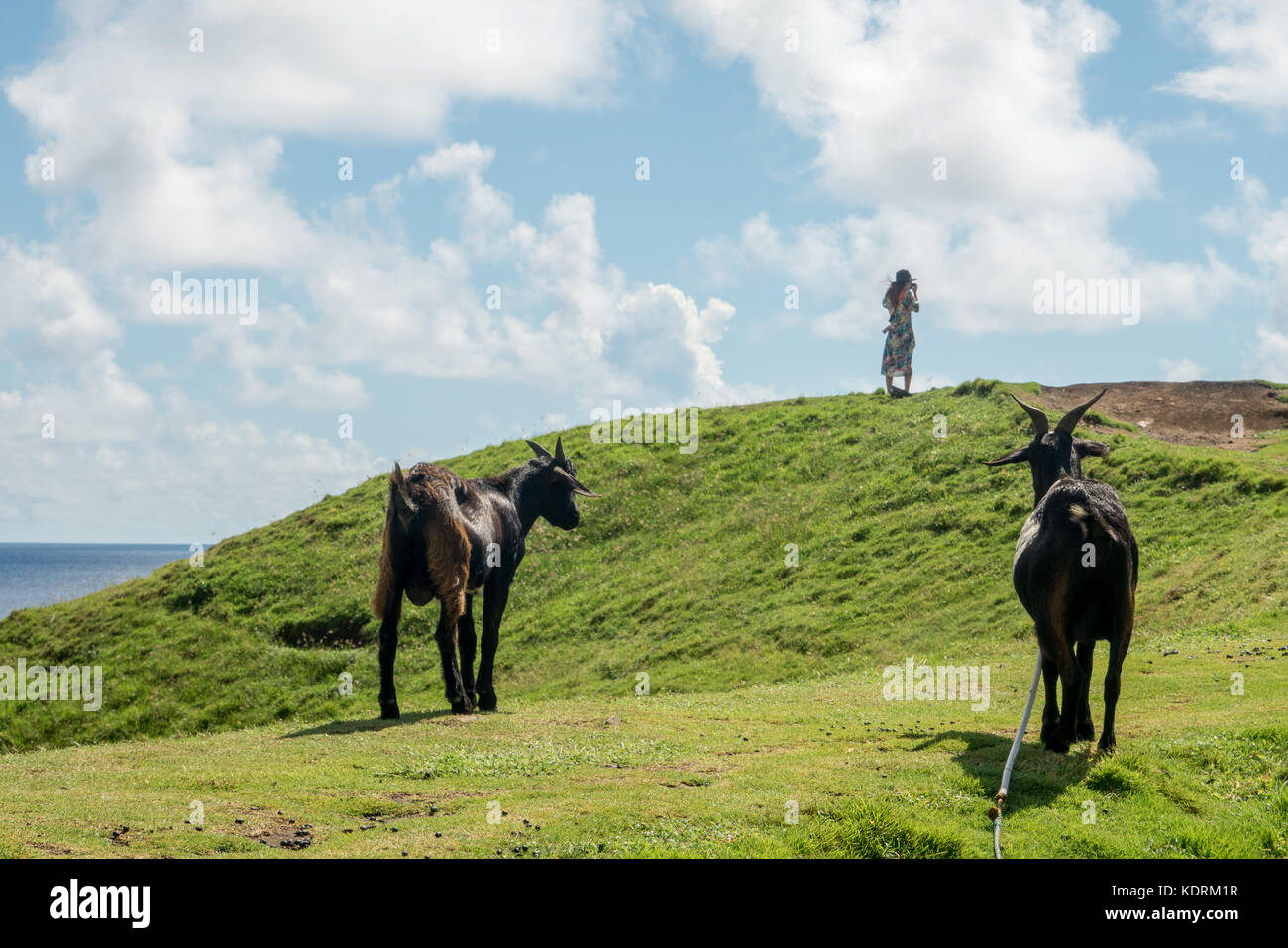 Goat on the hill at Batan Island, Batanes, Philippines Stock Photo - Alamy