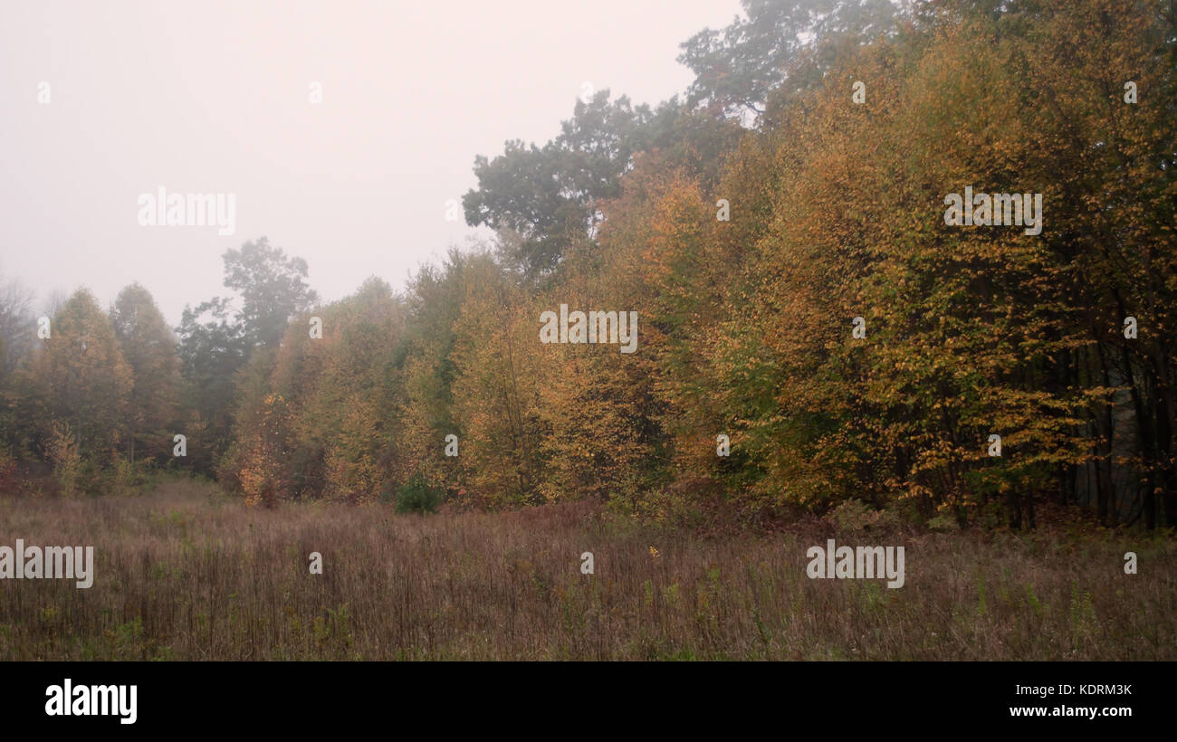 A fall tree line on a meadow in the woods Stock Photo - Alamy