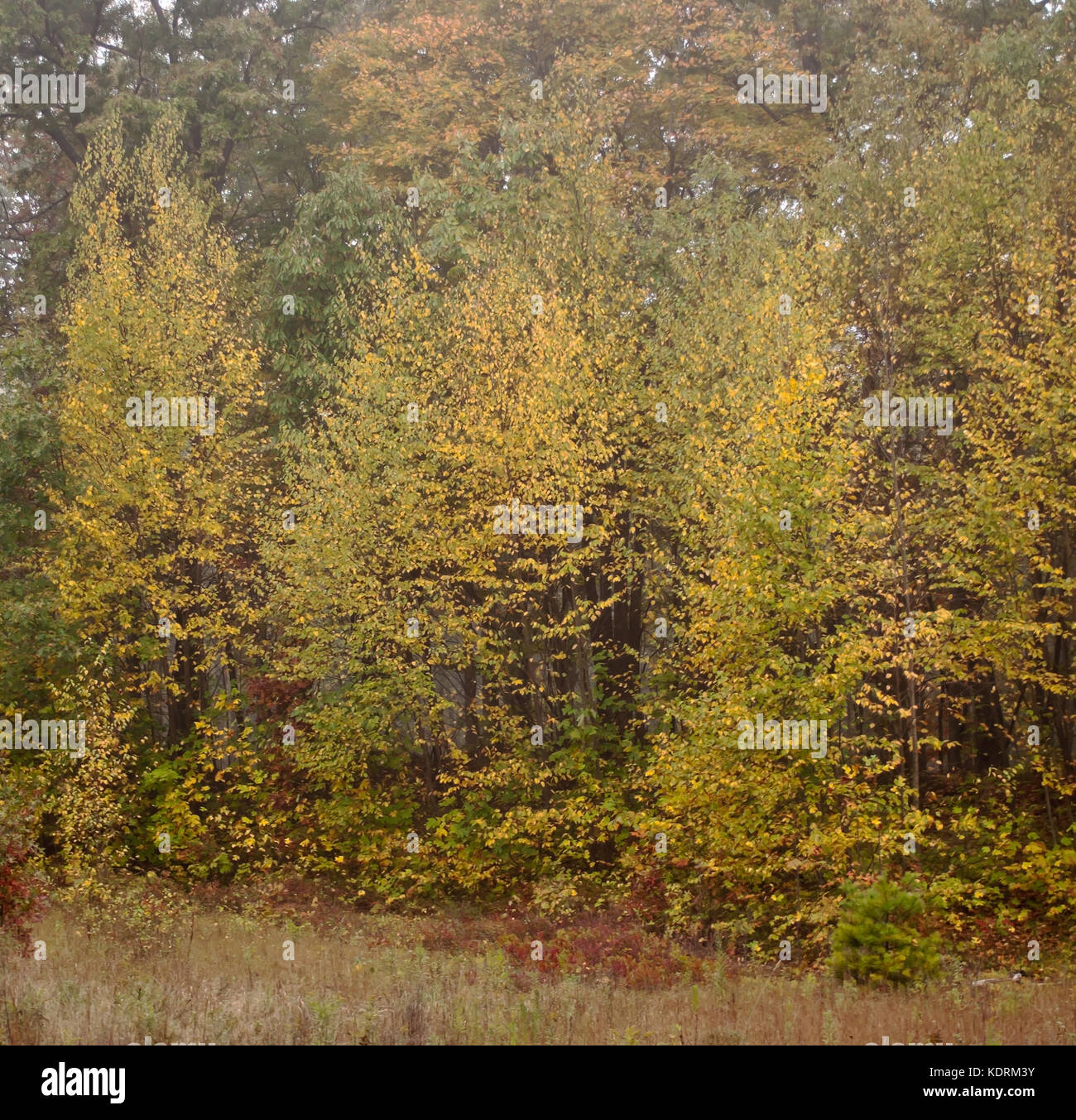 A fall tree line on a meadow in the woods Stock Photo - Alamy