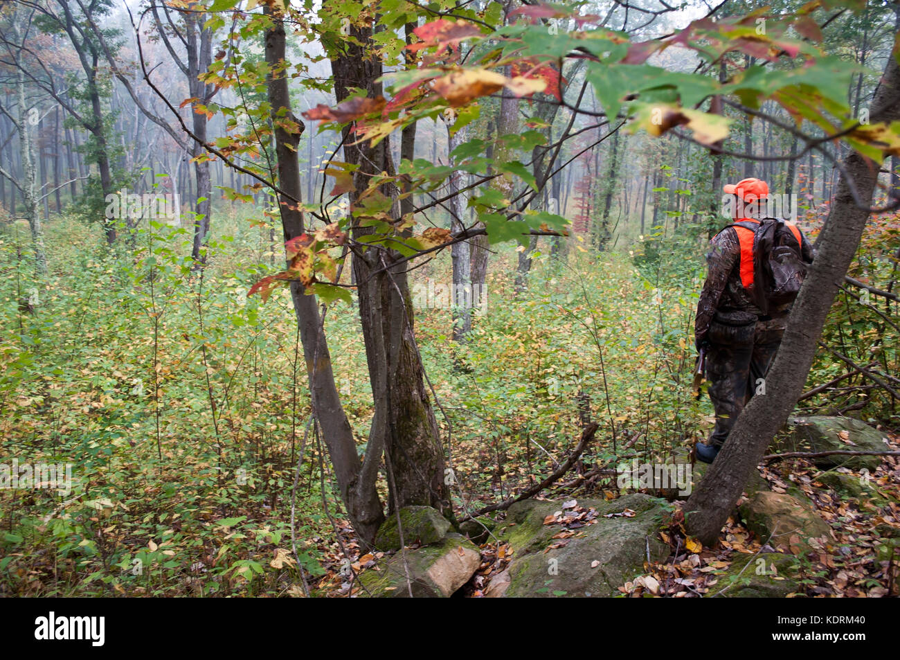 Lone man in woods hi-res stock photography and images - Alamy