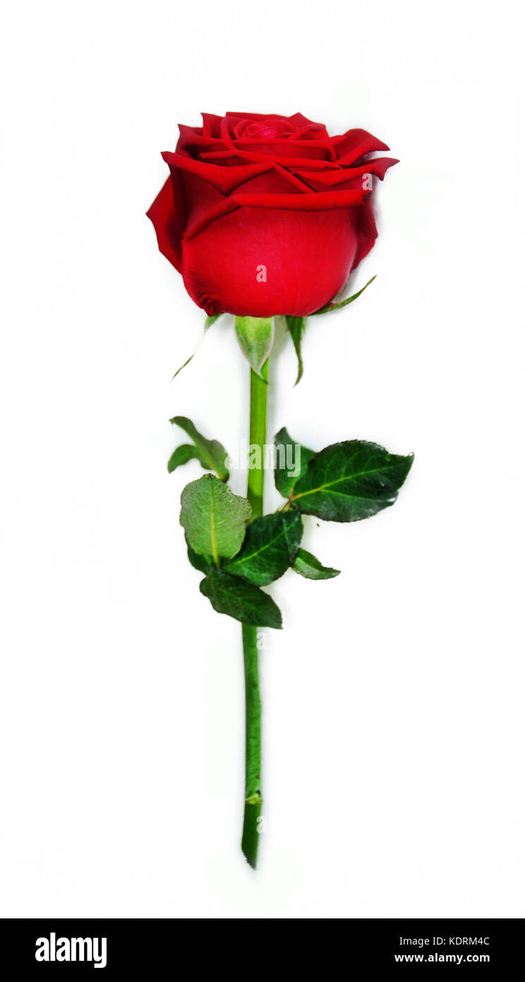 Red rose on isolated background Stock Photo - Alamy
