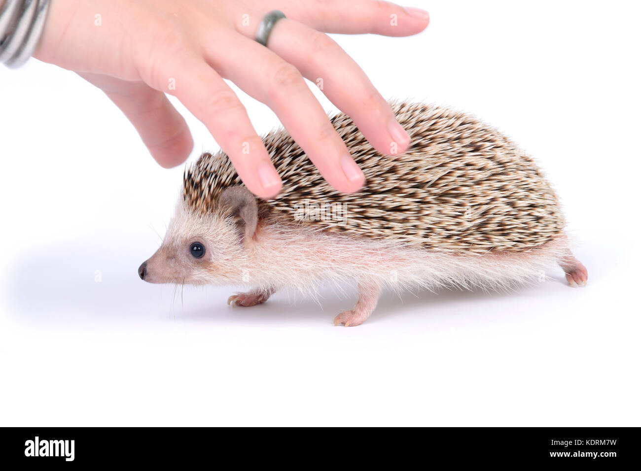 Hand over little hedgehog will be touching it on white background Stock ...