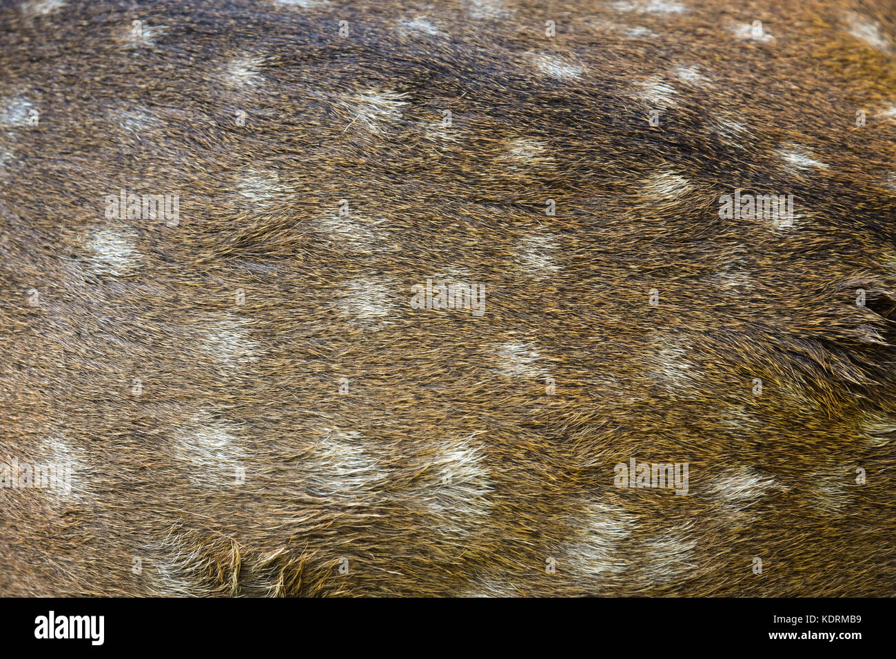 Brown deer fur texture Stock Photo - Alamy