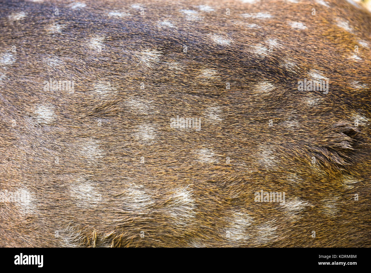 Brown deer fur texture Stock Photo - Alamy