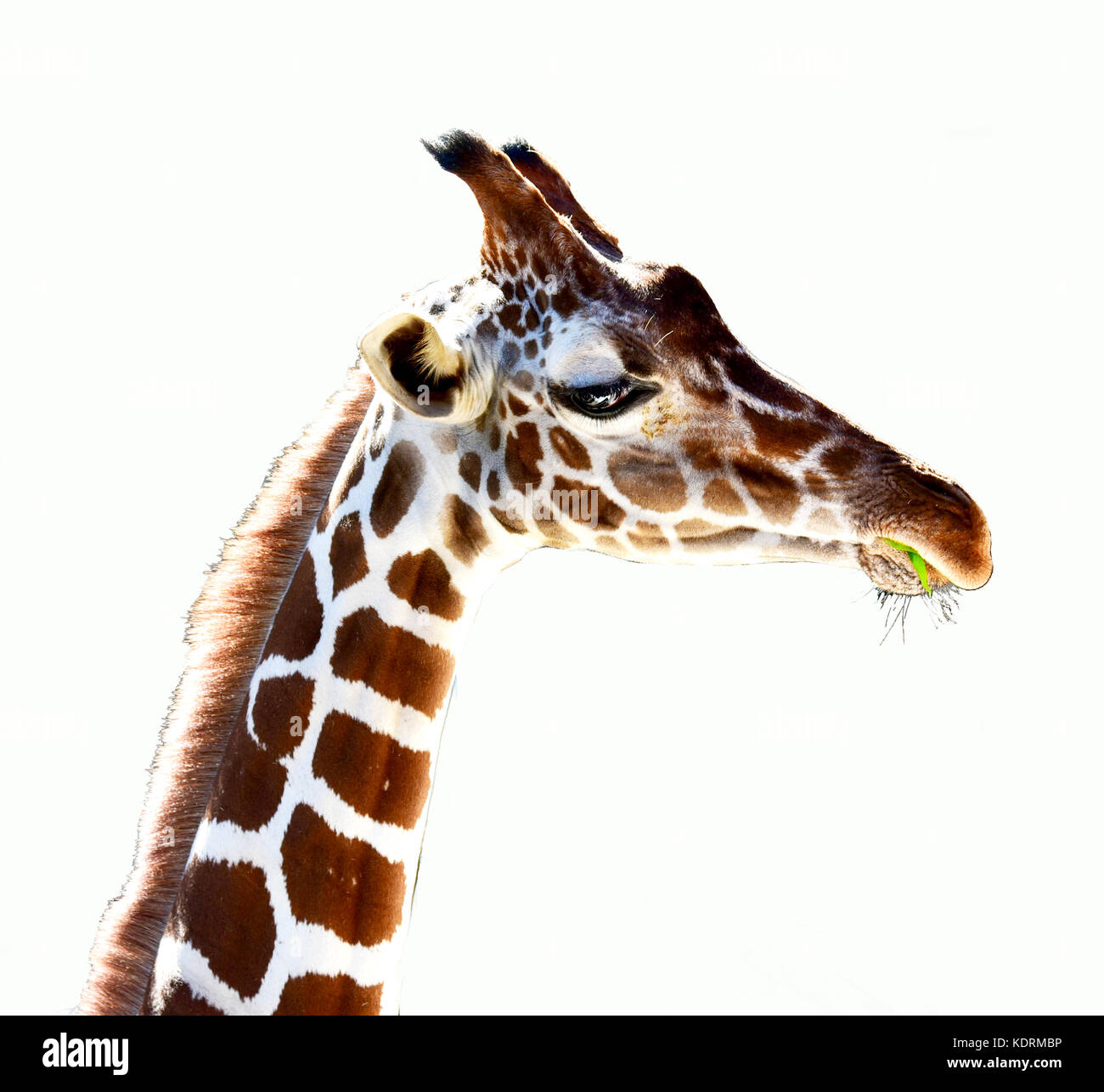 Giraffe part Cut Out Stock Images & Pictures - Alamy