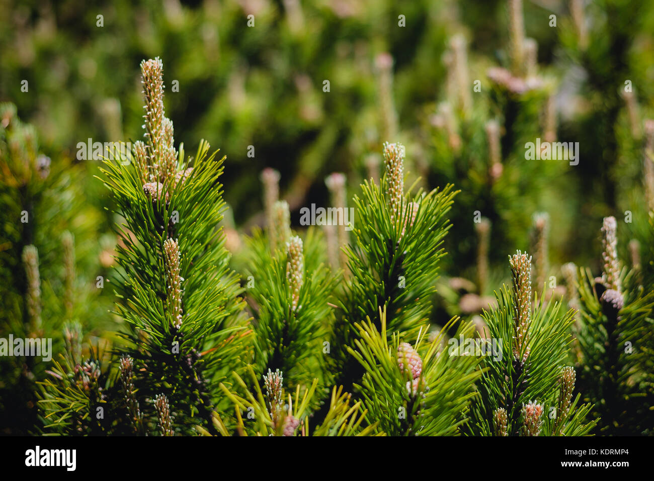 Pine tree branch close-up Stock Photo - Alamy