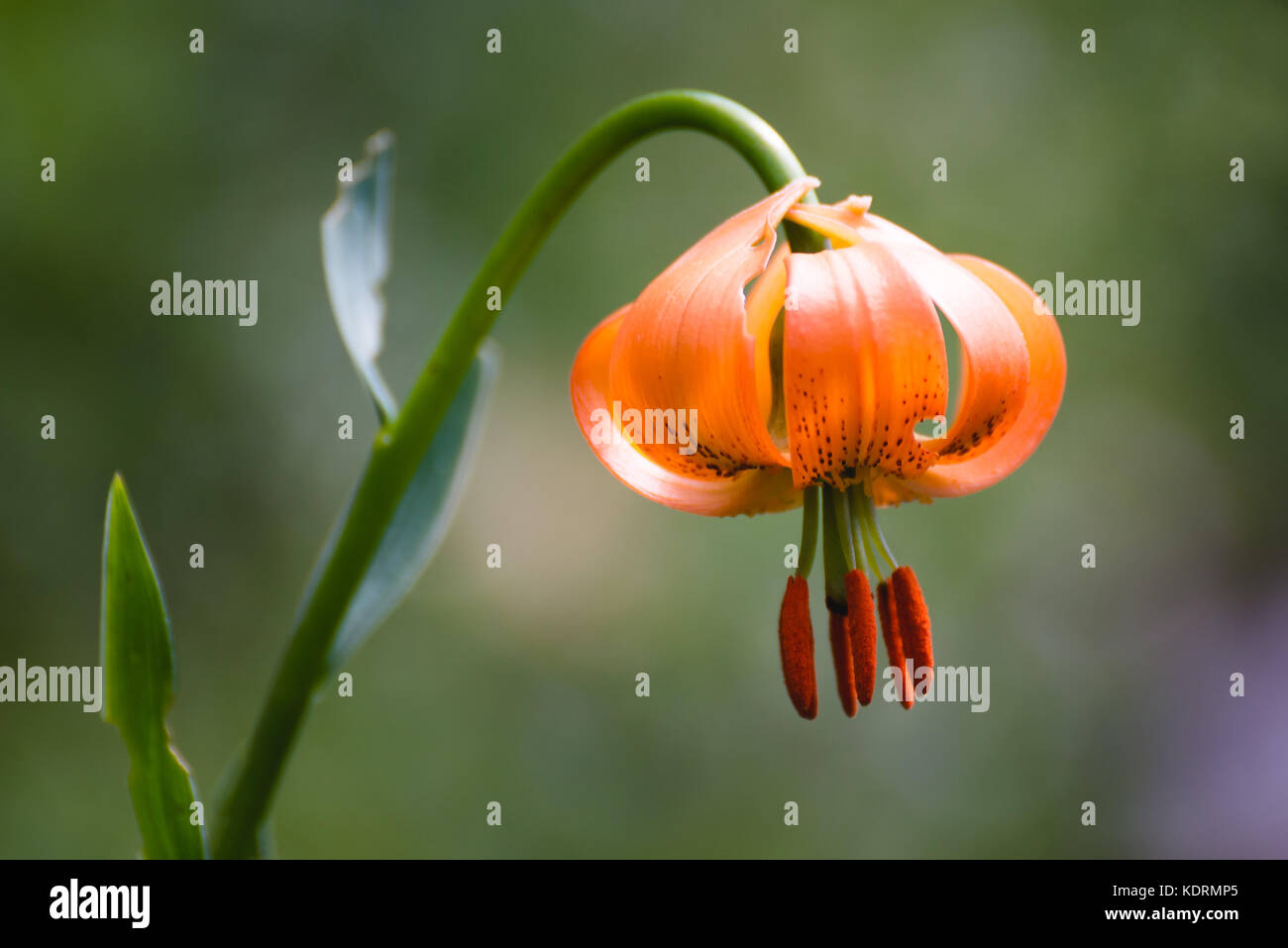 Lilium carniolicum, commonly called golden apple or Carniolan lily, is ...
