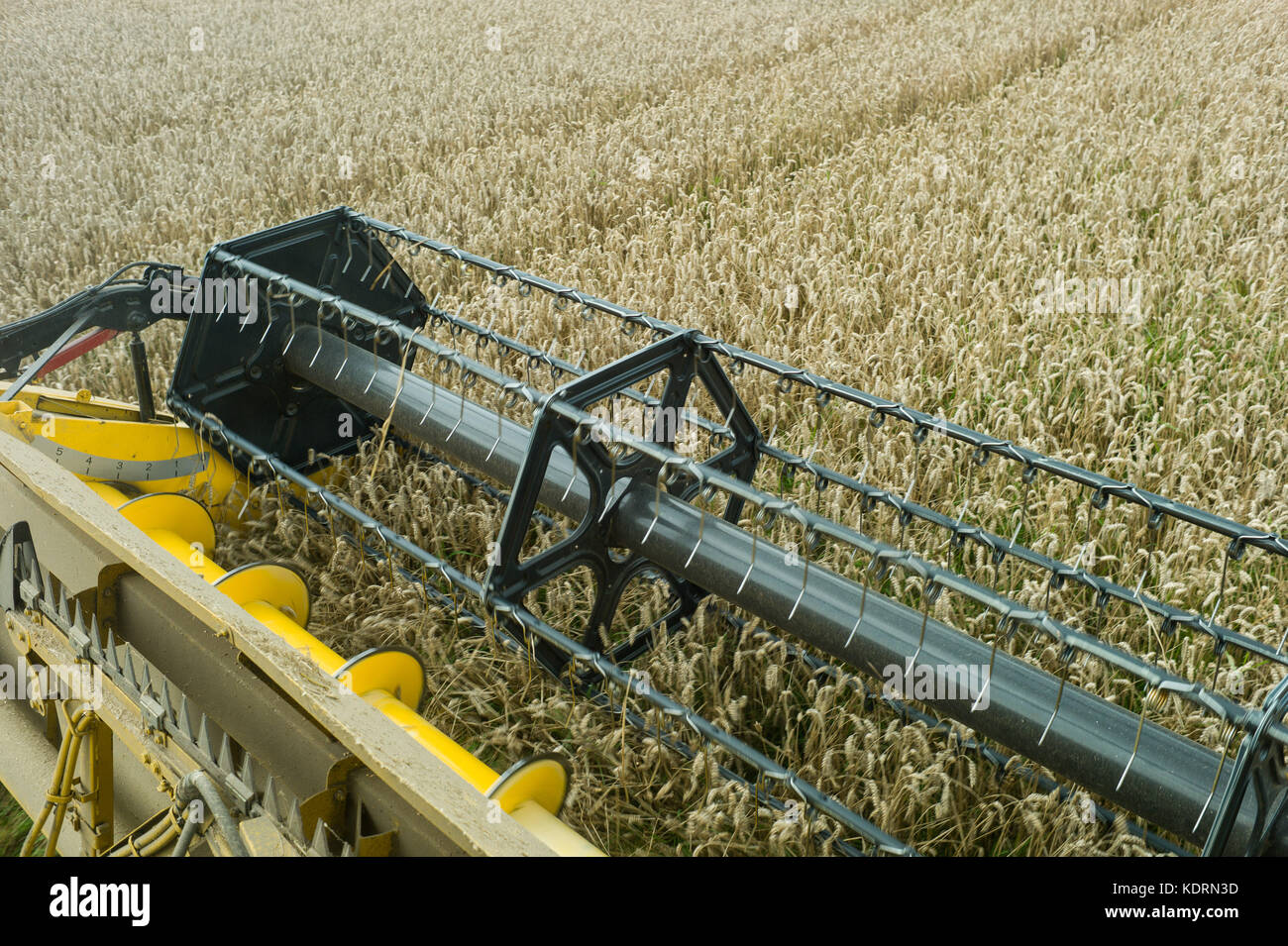 Combine harvester cutting wheat in a small field near Perth in Scotland ...