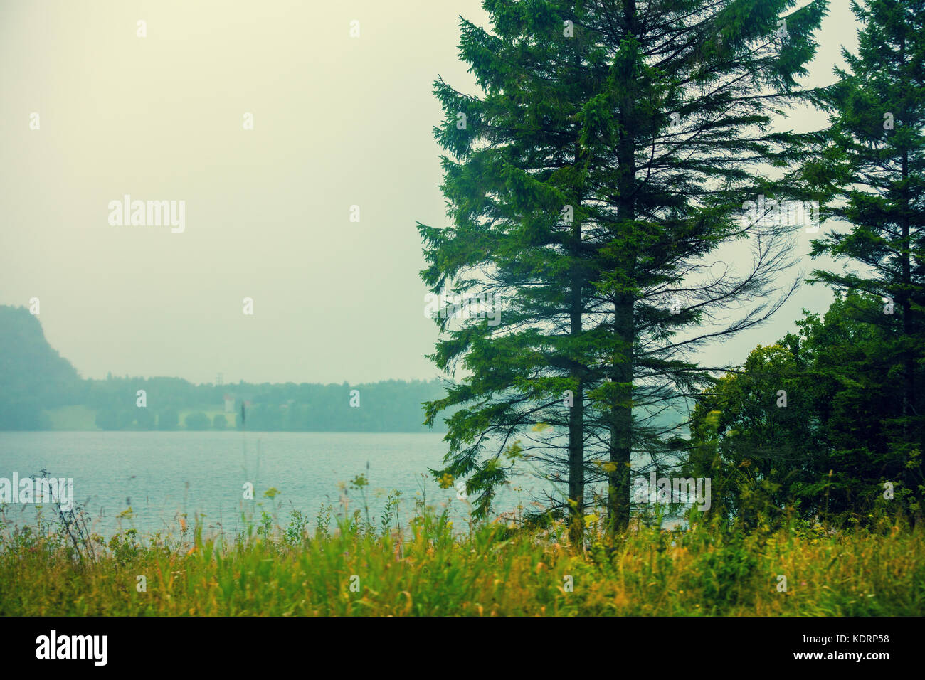 Beautiful fjord with the pine trees. Fjord with cloudy sky. Wild nature ...