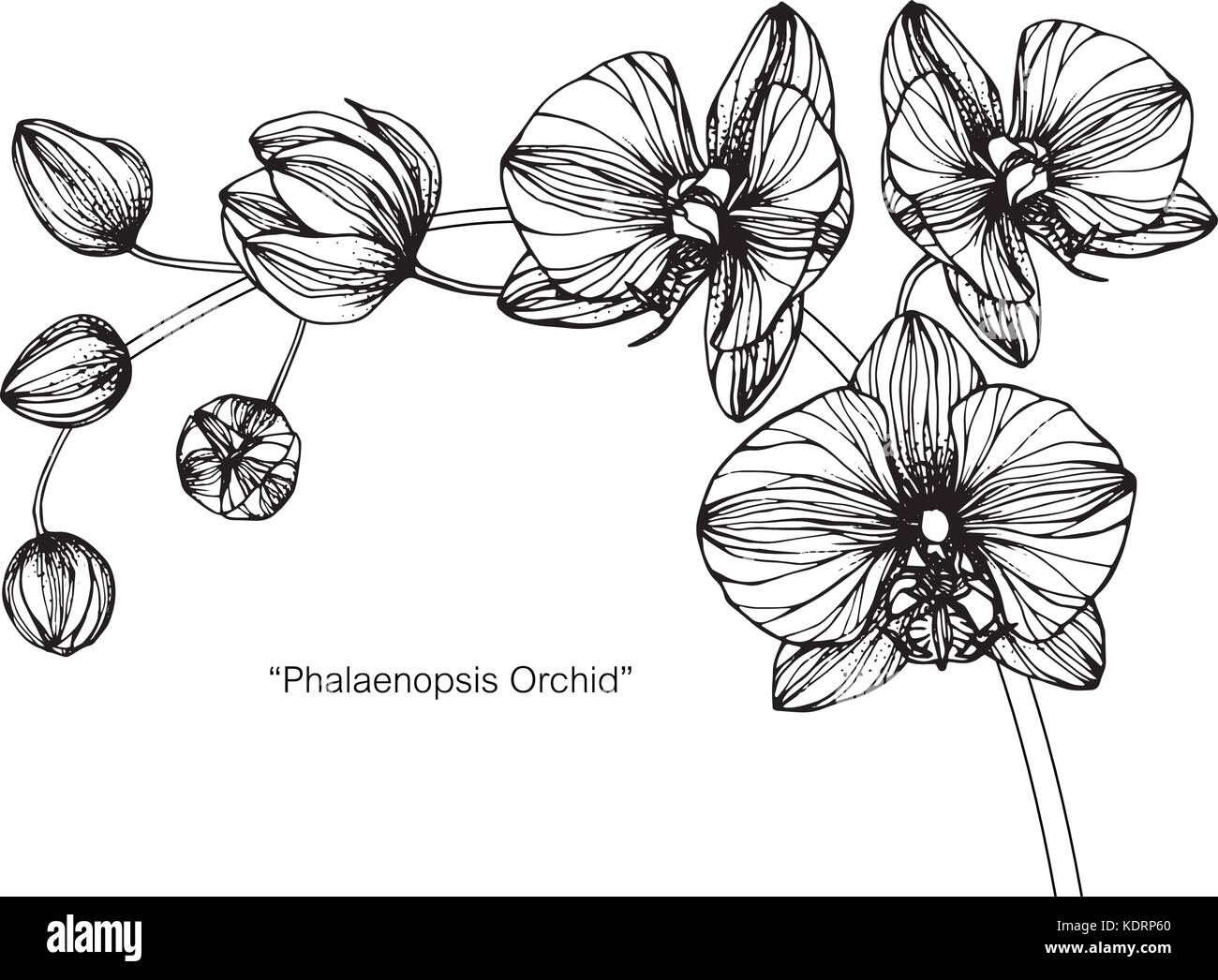Orchid Flower Drawing Illustration Black And White With Line Art Stock