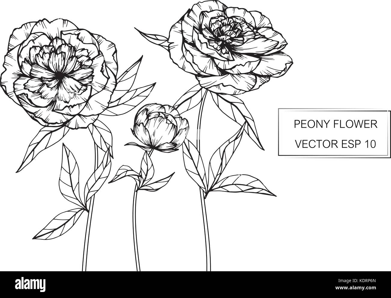 Peony flower drawing illustration. Black and white with line art Stock ...
