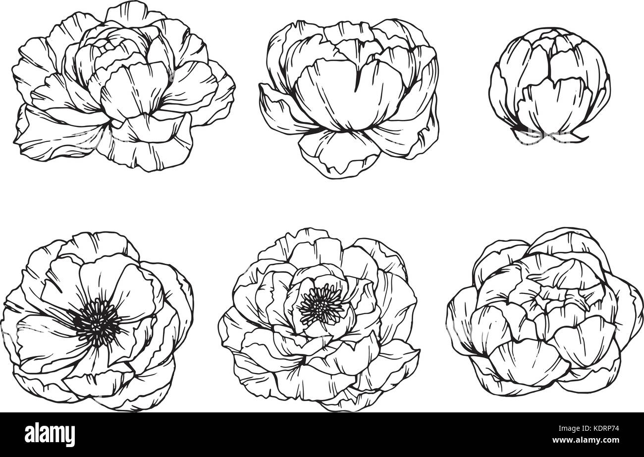Peony flower drawing illustration. Black and white with line art Stock ...