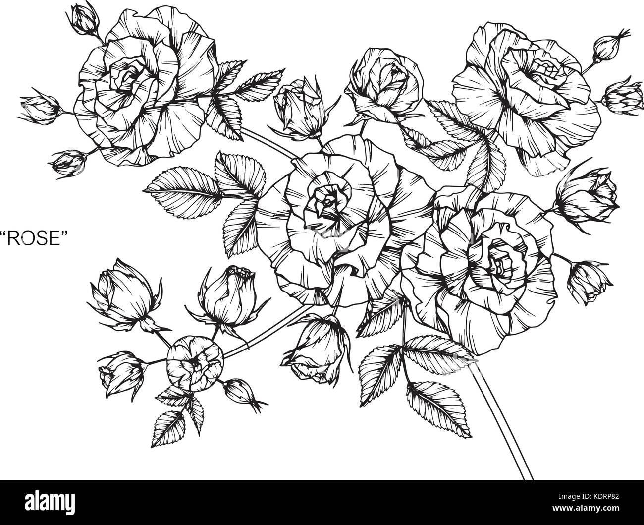 Vector flower illustration Stock Vector Images - Alamy