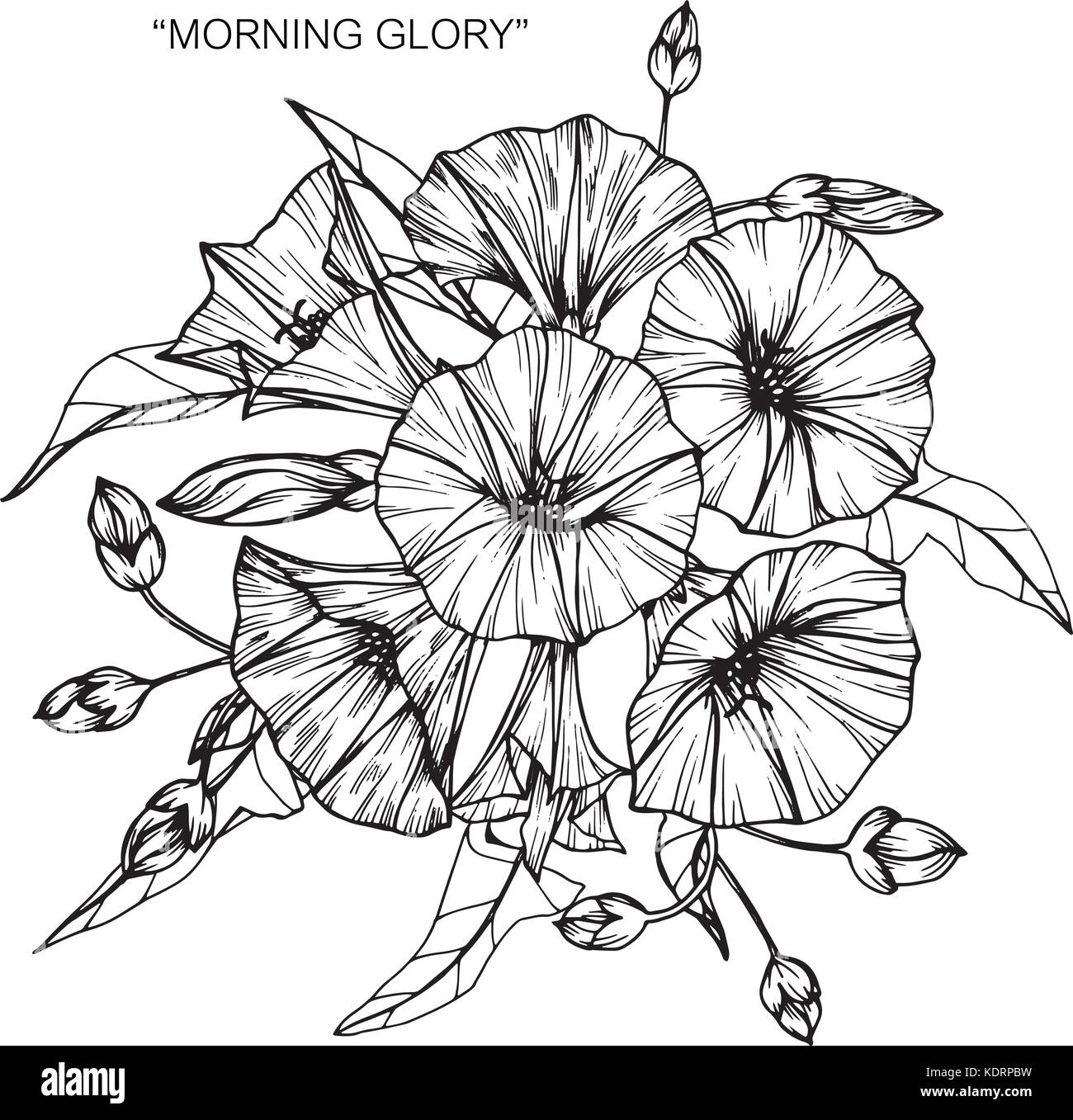 White morning card with flowers Cut Out Stock Images & Pictures - Alamy