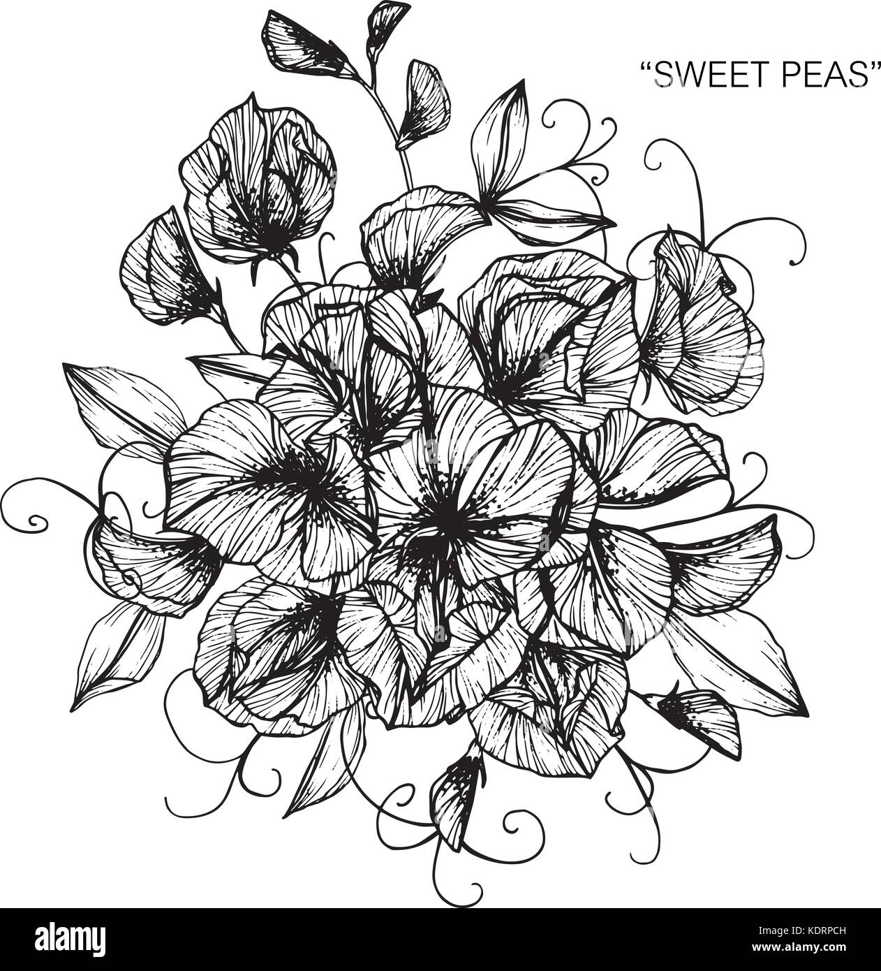Bouquet of sweet pea flowers drawing Stock Vector Image & Art - Alamy