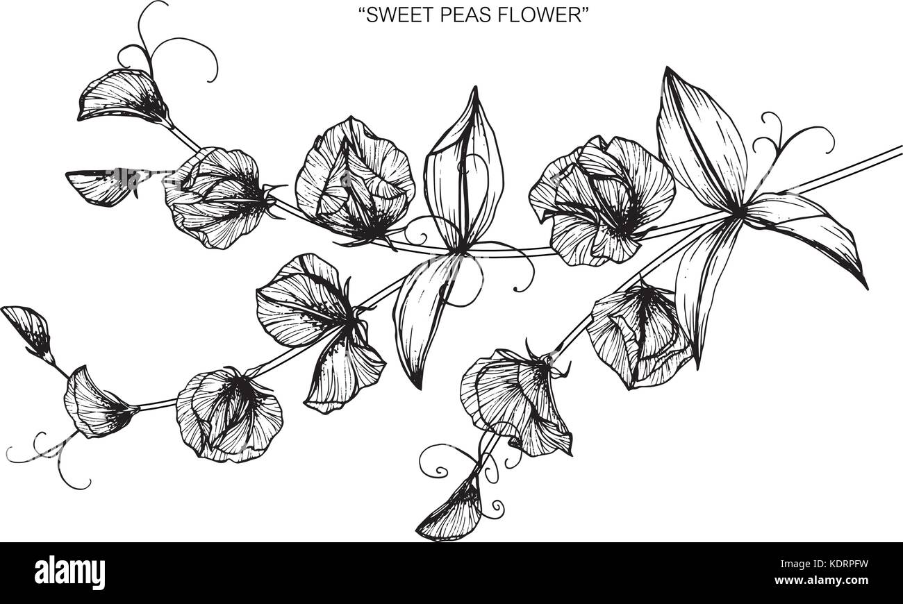 Pea plant drawing hi-res stock photography and images - Alamy