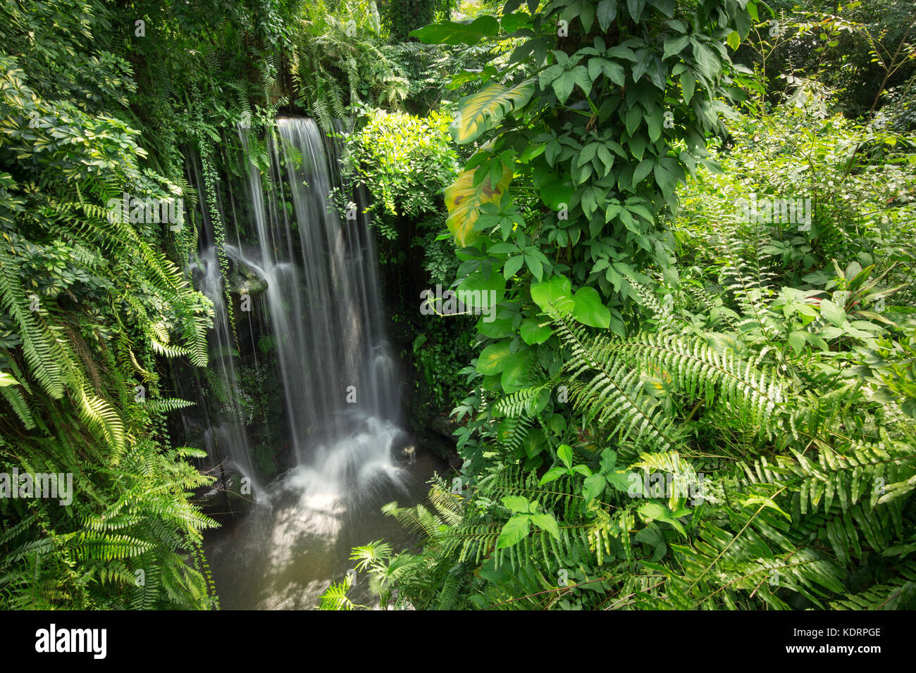 Waterfall in jungle Stock Photo - Alamy