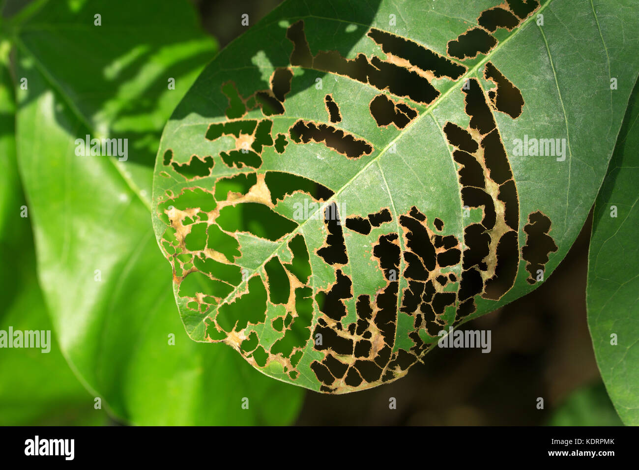 Rotted plant hi-res stock photography and images - Alamy