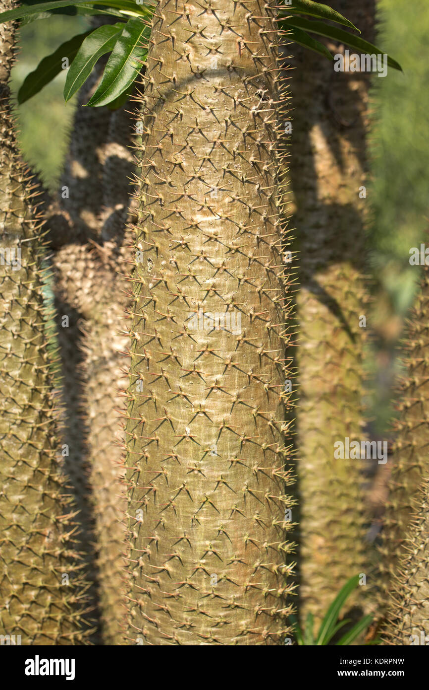 Prickly bark hi-res stock photography and images - Alamy