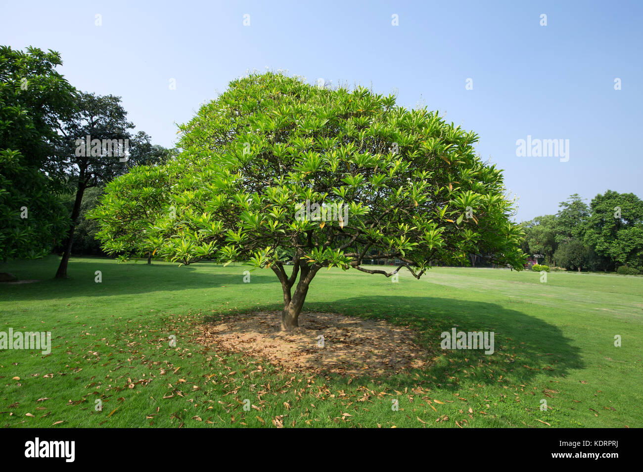 Tree on the grass field Stock Photo - Alamy