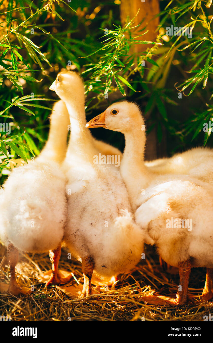 Five young goose together sit on the grass Stock Photo - Alamy