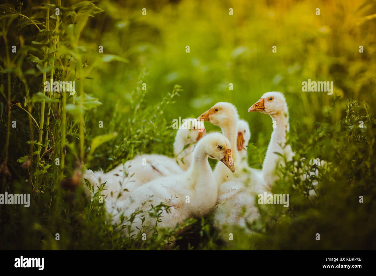 Five young goose together sit in the grass Stock Photo - Alamy