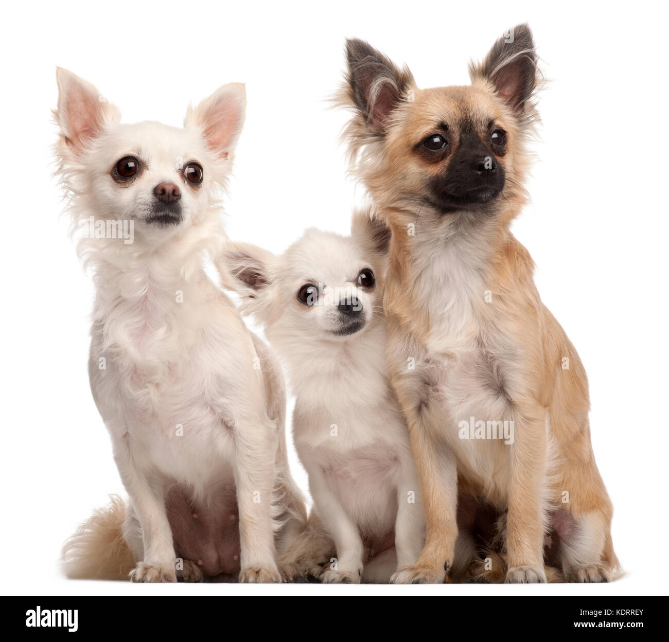 Three Chihuahuas, 5 years old and 8 months old, sitting in front of ...