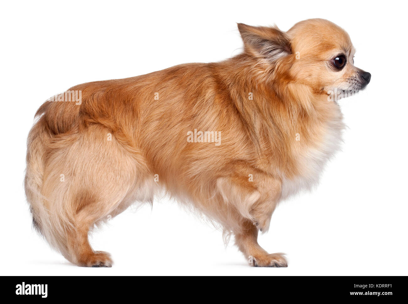 Side view of Chihuahua, 8 years old, in front of white background Stock ...