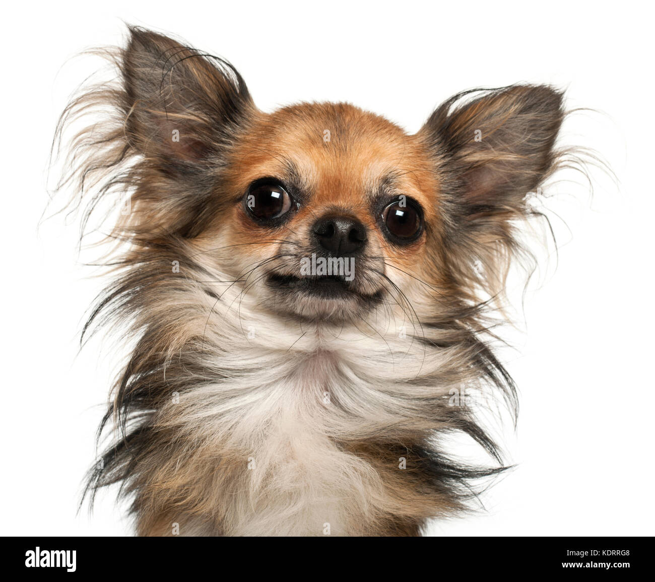 Close-up of Chihuahua, 2 years old, in front of white background Stock ...