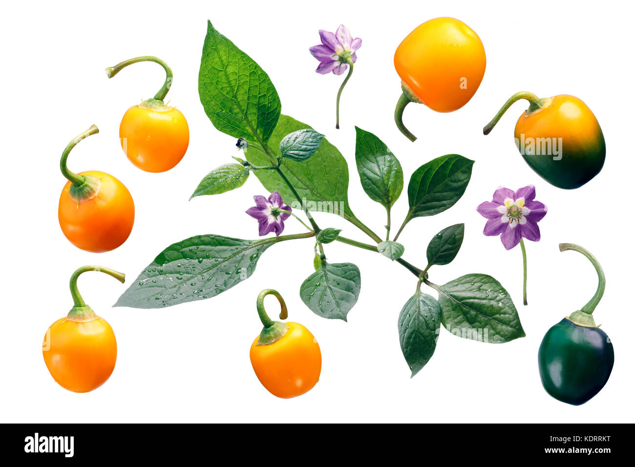 Rocoto Amarillo chile pepper (C. pubescens), plant with pods, exploded ...