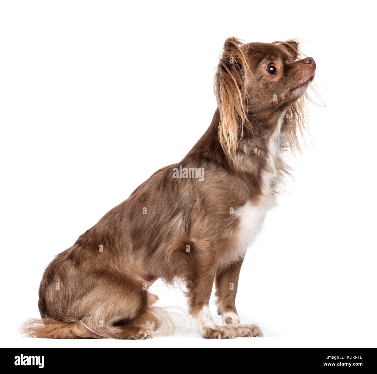 Side view of Chihuahua sitting and looking up against white background ...