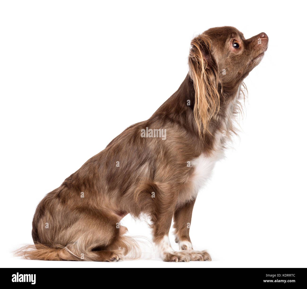 Side view of Chihuahua sitting and looking up against white background ...