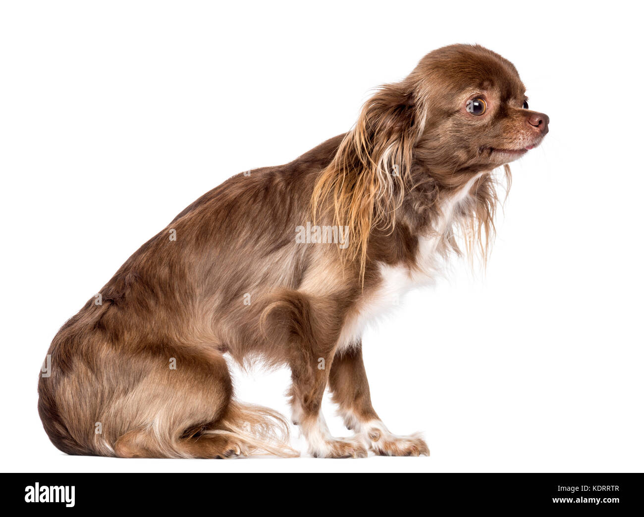 Side view of Chihuahua sitting and looking away against white ...