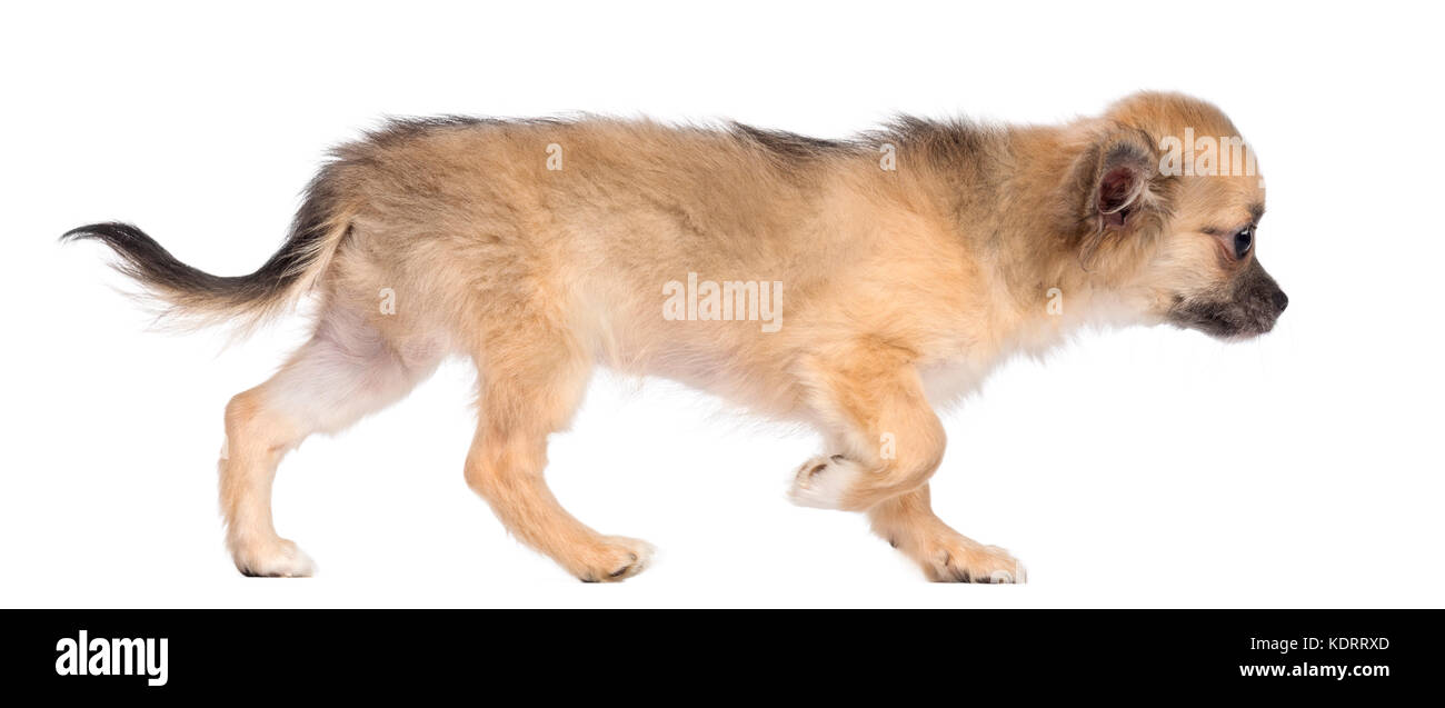 Side view of Chihuahua puppy, 4 months old, walking against white ...