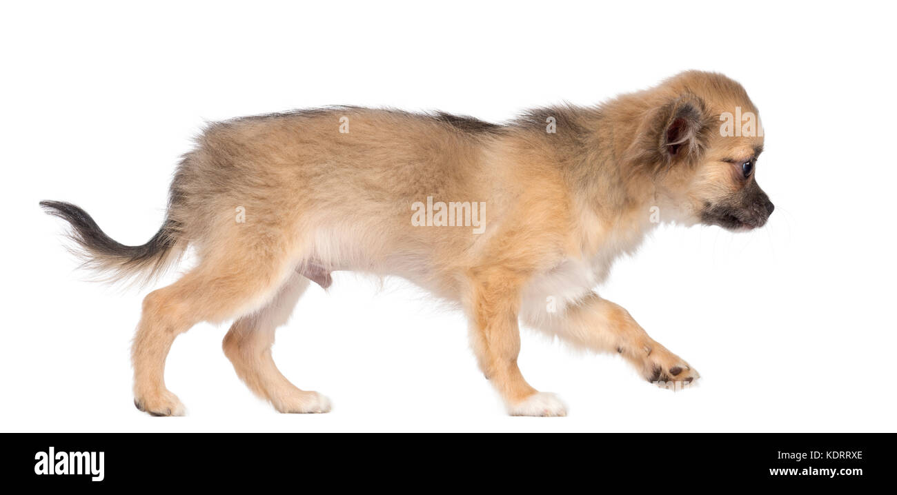 Side view of Chihuahua puppy, 4 months old, walking against white ...