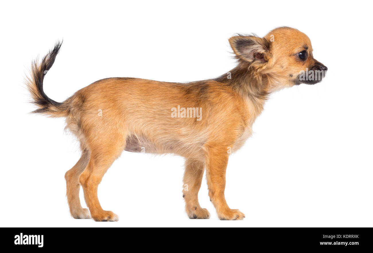 Side view of Chihuahua puppy, 4 months old, against white background ...