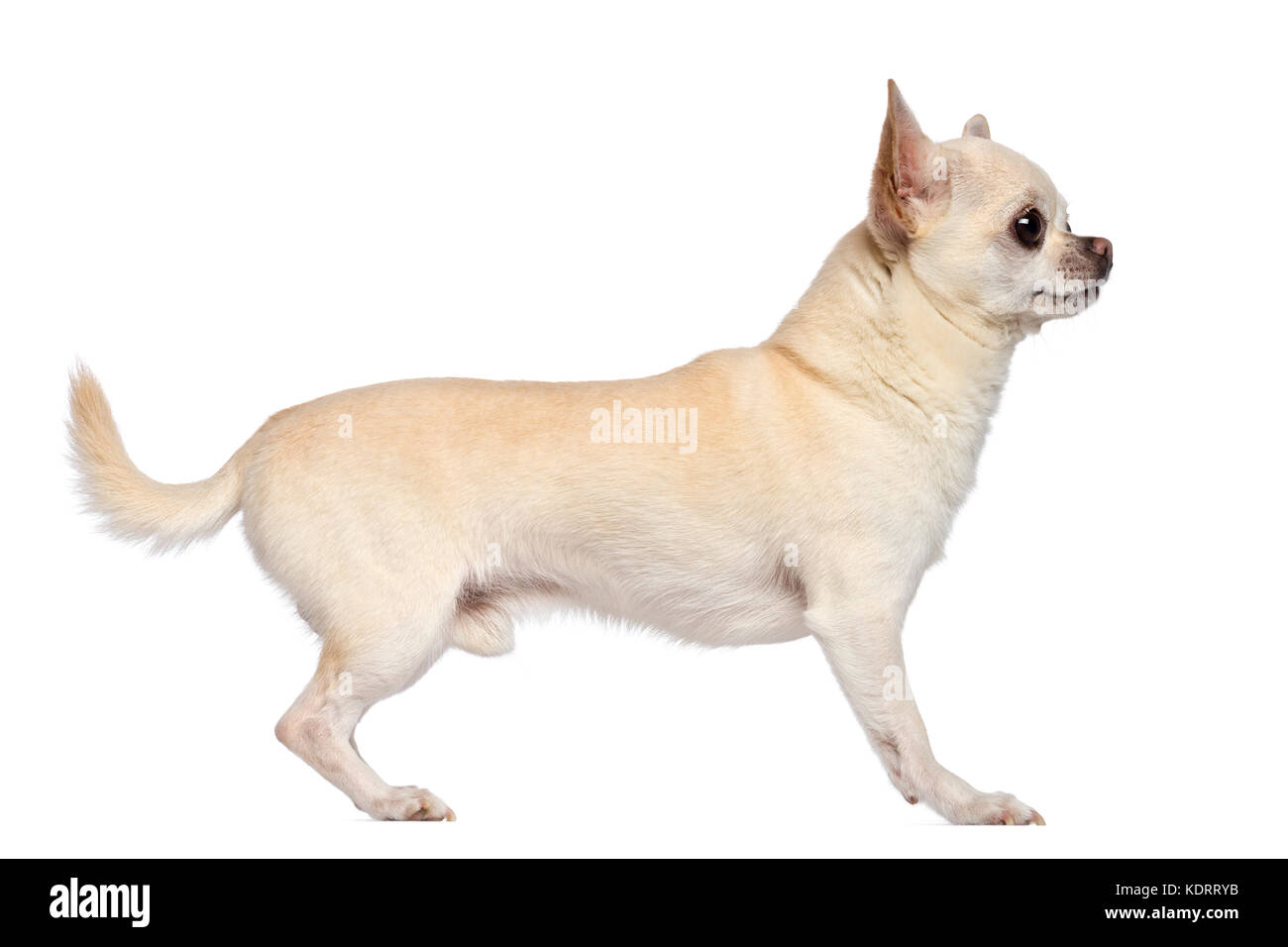 Side view of Chihuahua, 5 years old, standing and looking away against ...