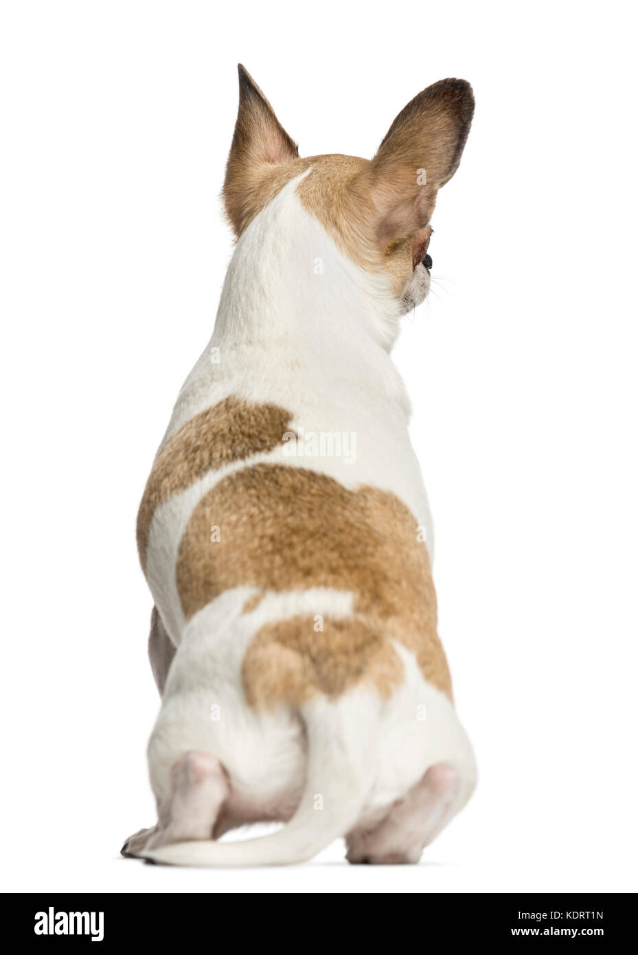 Rear view sitting chihuahua hi-res stock photography and images - Alamy