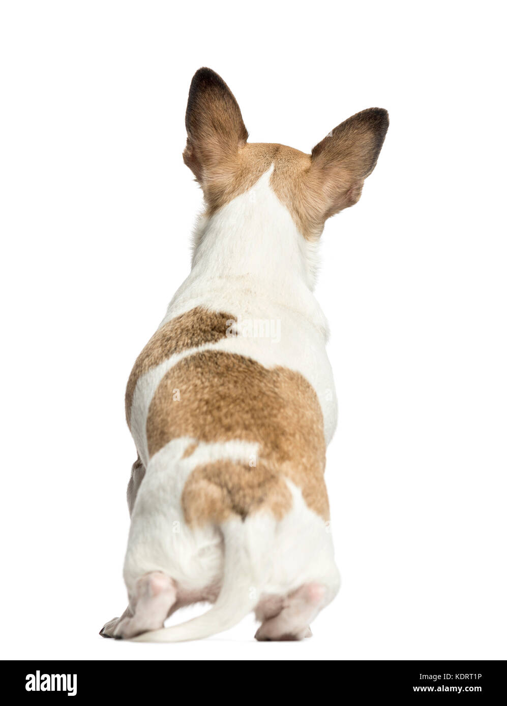 Rear view sitting chihuahua hi-res stock photography and images - Alamy