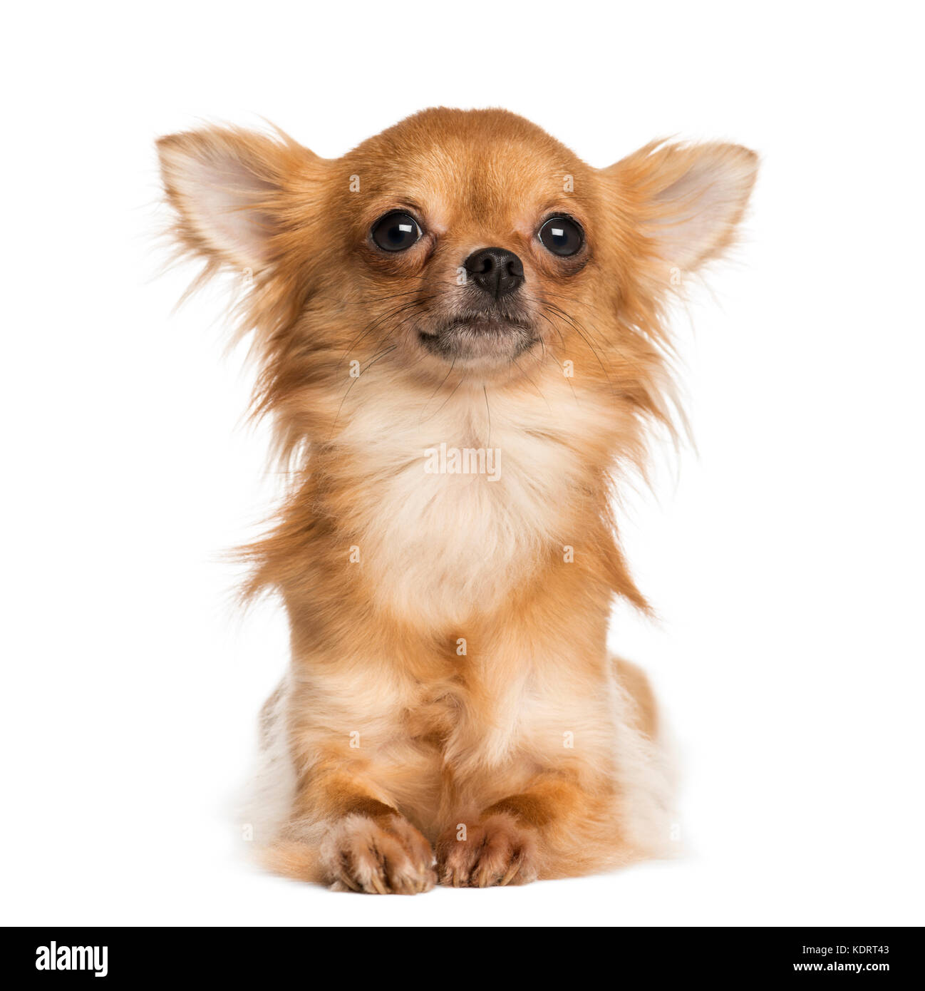 Is A 1 Year Old Chihuahua Still A Puppy