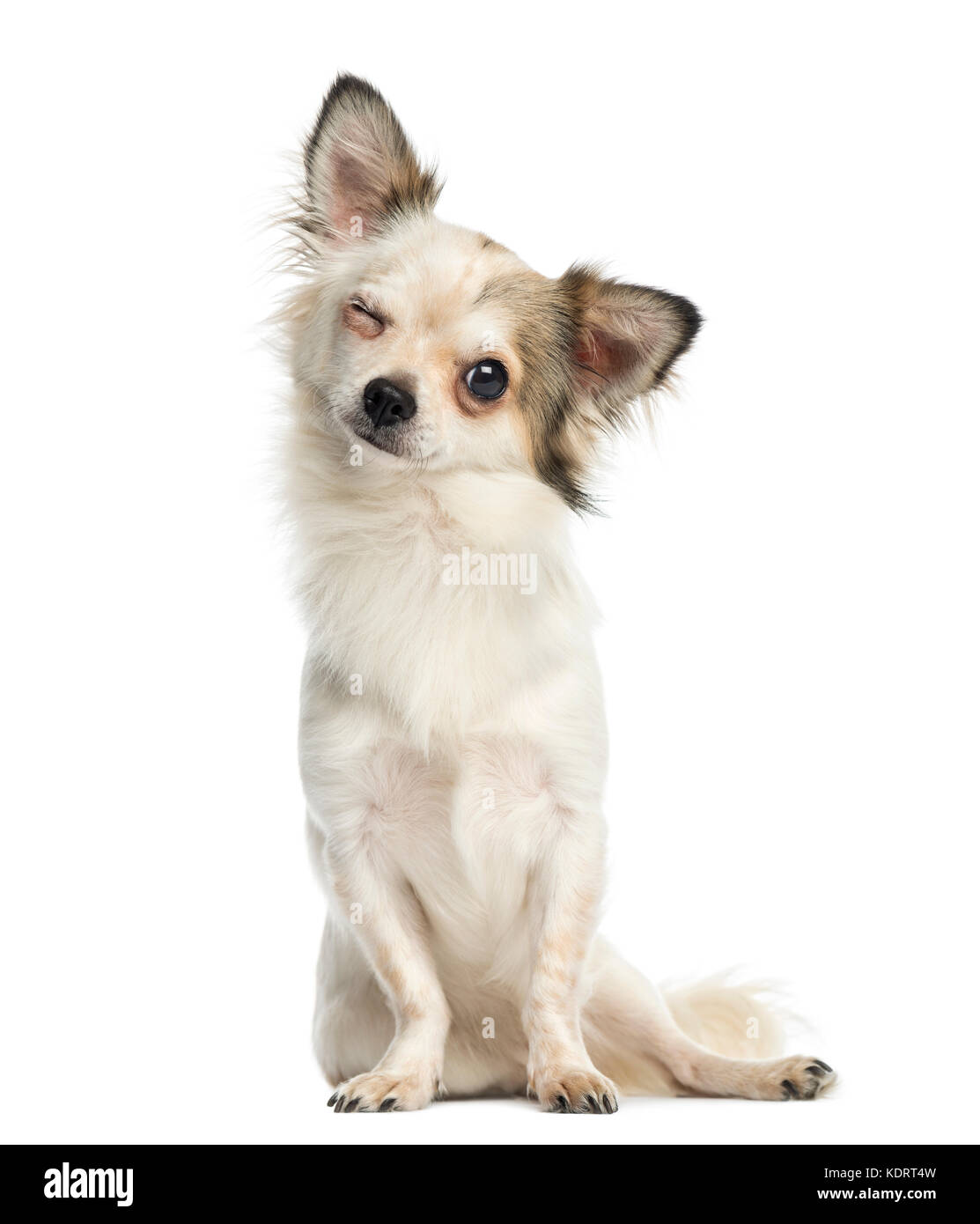 Chihuahua sitting, facing, winking, 1 year old, isolated on white Stock ...